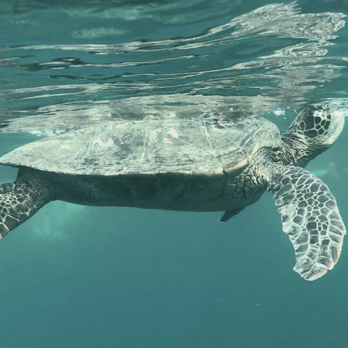 Mit dem Dachzelt über Maui – Hawaiis Vielfalt frei erleben – Punii ...